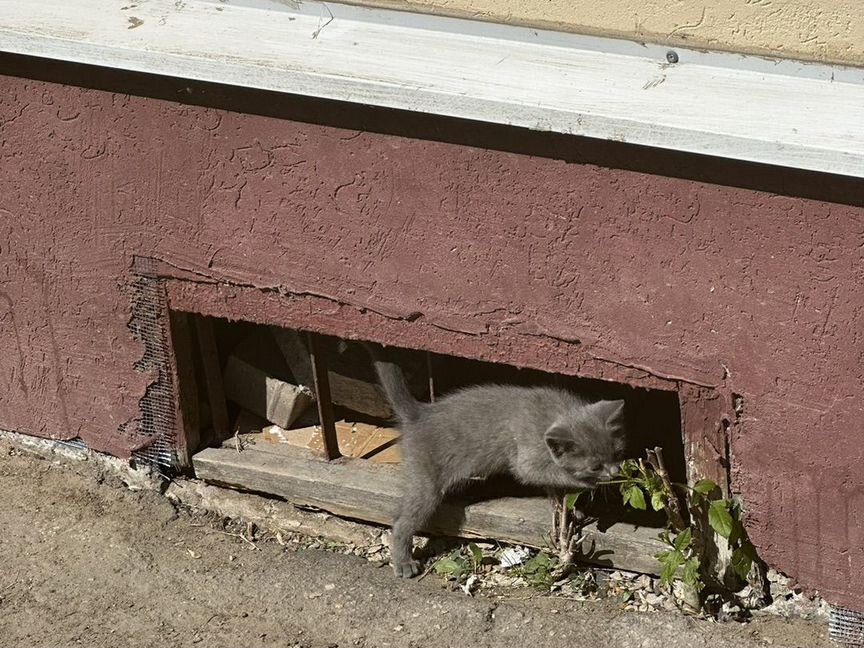 Котята в добрые руки