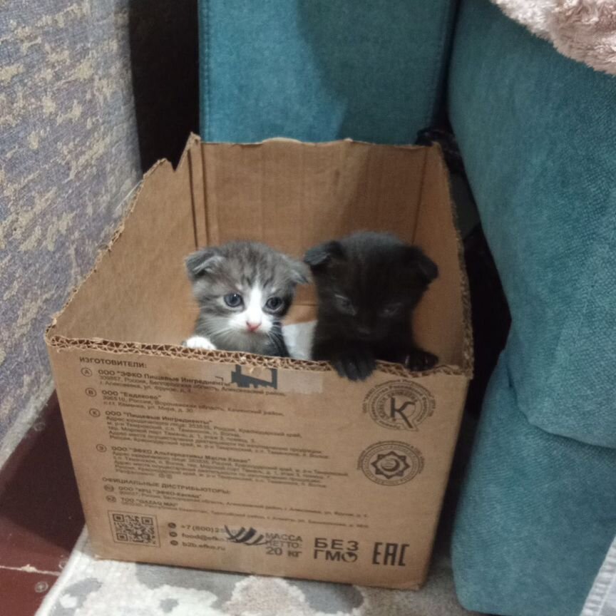 Котята в добрые руки мальчики 1 месяц