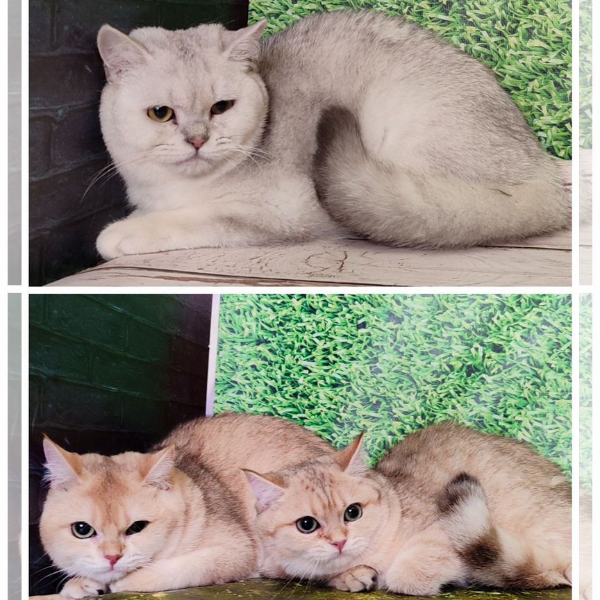 Шиншиллы золото и серебро