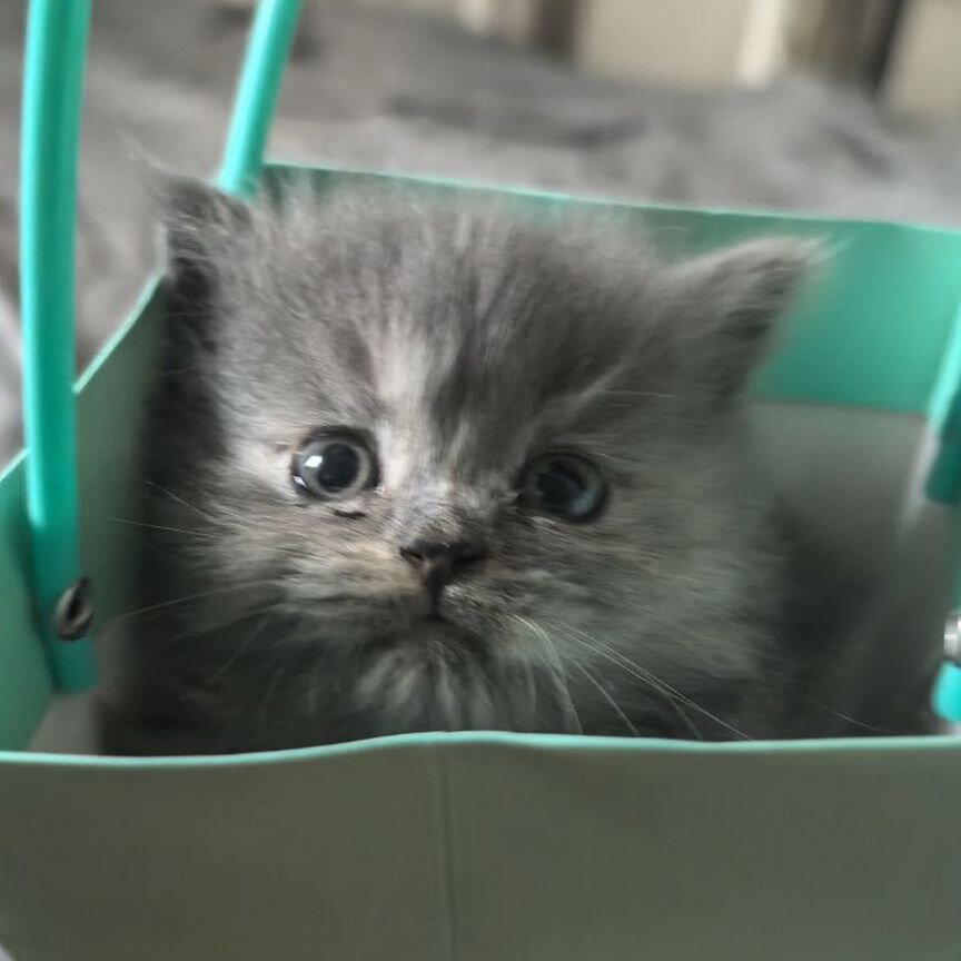 Шотландская