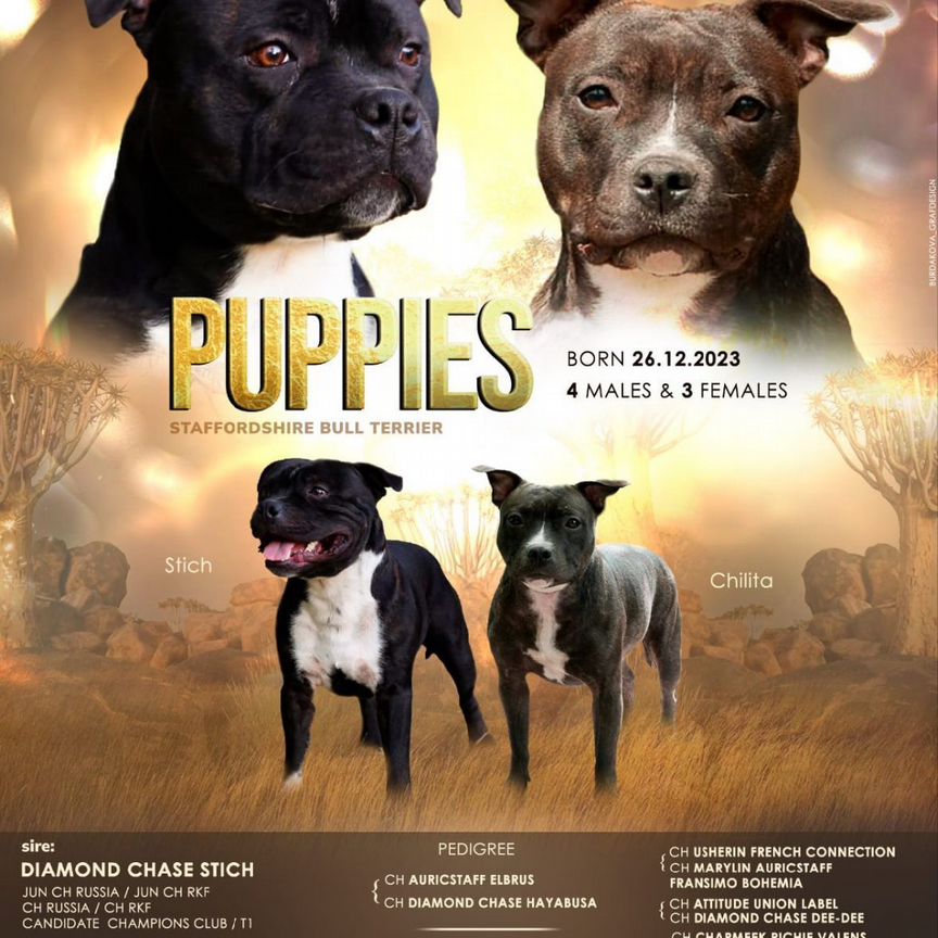 Стаффордширский бультерьер щенки