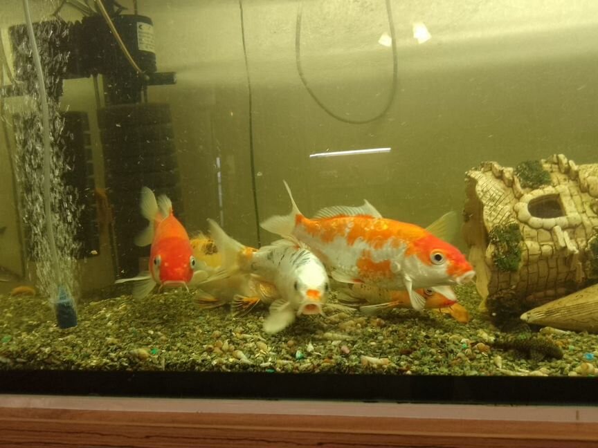 Аквариумные рыбки