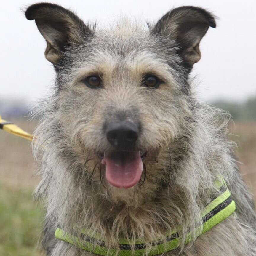Метис терьера девочка Гретта в дар