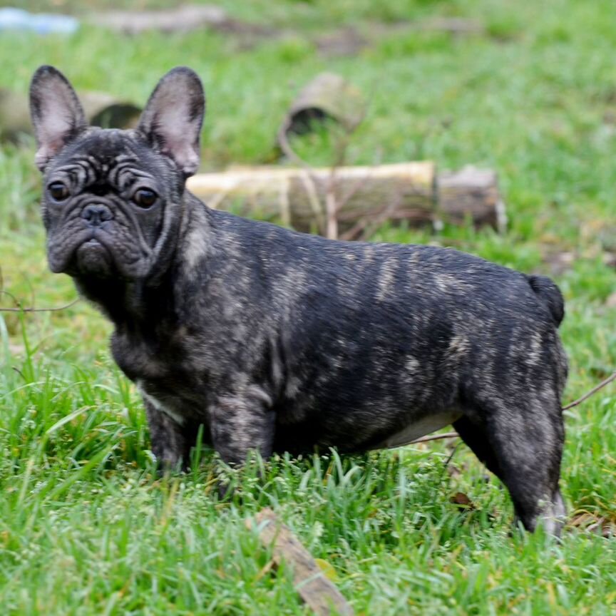 Французский бульдог, щенок