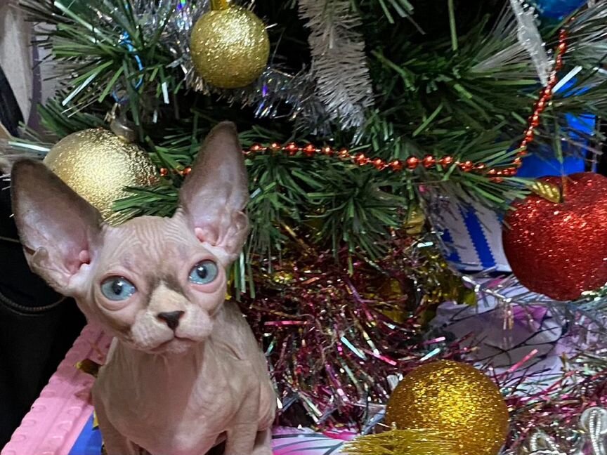 Голубоглазый малыш