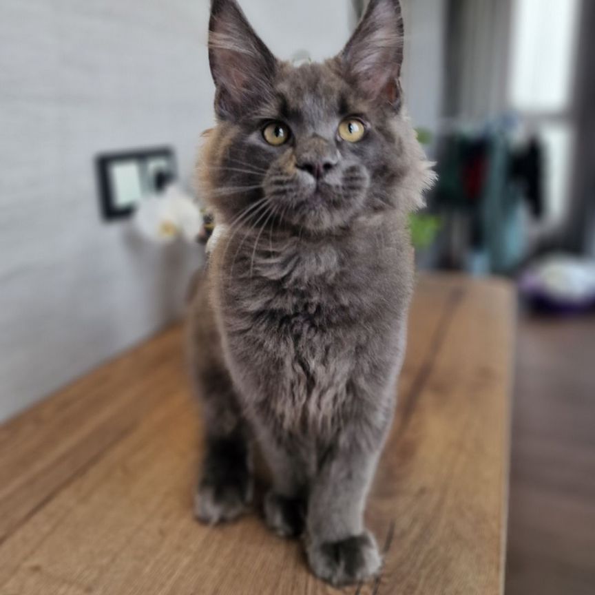 Мейн-кун котёнок