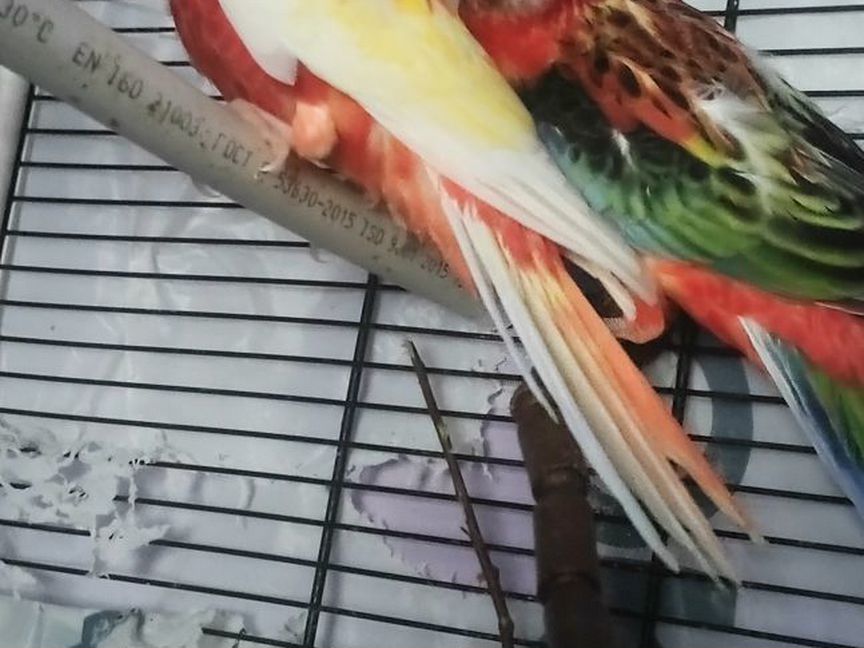 Попугай розелла птенцы