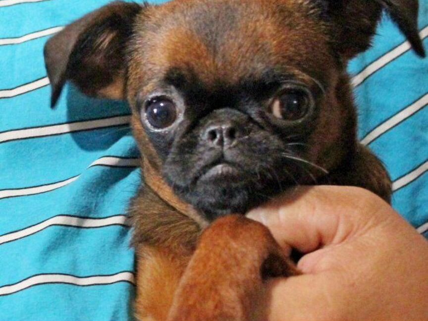 Брабансоночка взрослая девочка