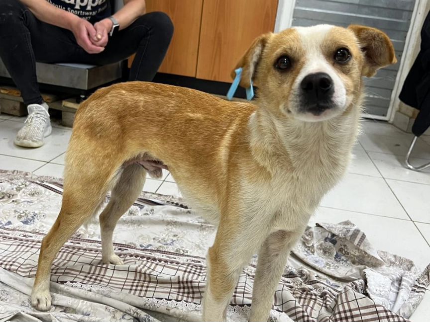 Микки в добрые руки