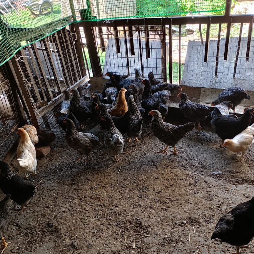 Куры молодки несушки доминант и белых индоуток