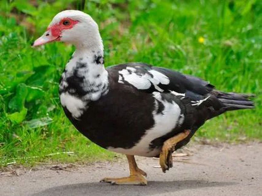 Мускусные утки