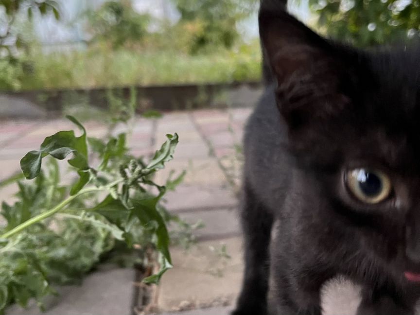 Очаровательная кошечка ищет дом