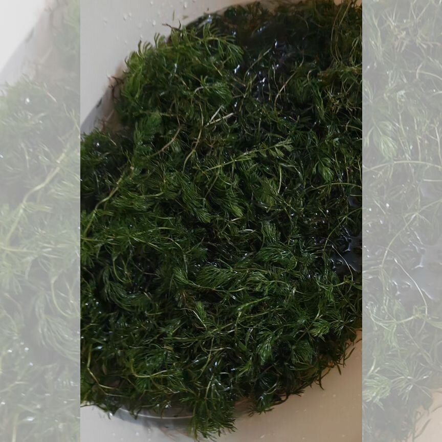 Роголистник для аквариума