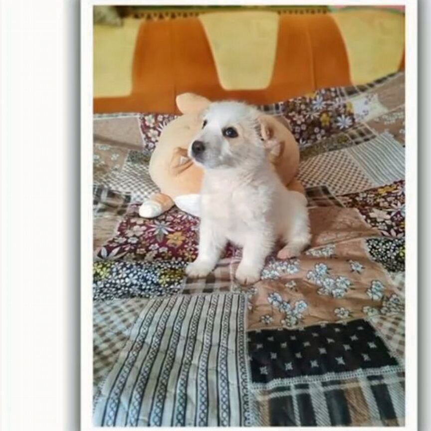 Щенок в добрые руки бесплатно