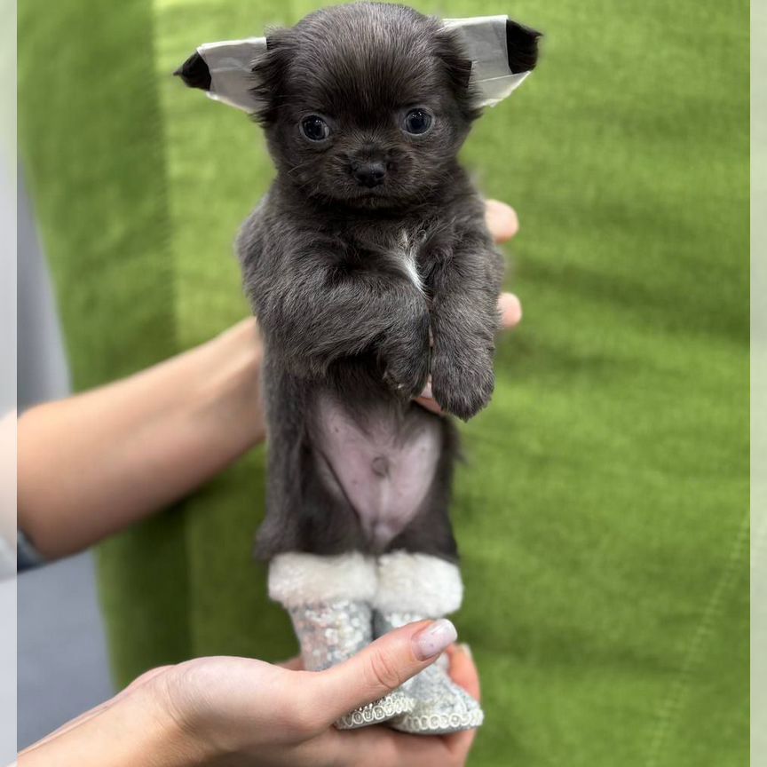 Чихуахуа, щенок