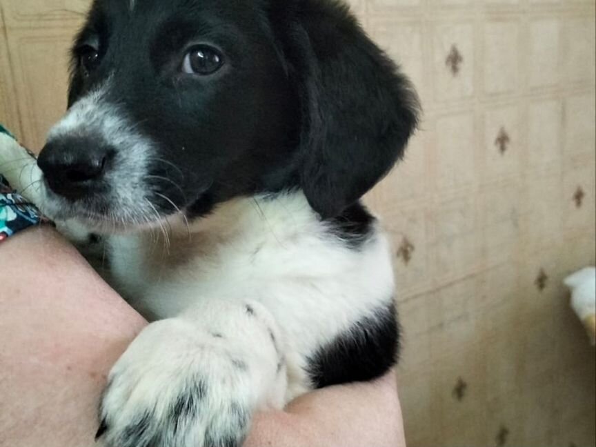 Чарли, щенок спаниеля