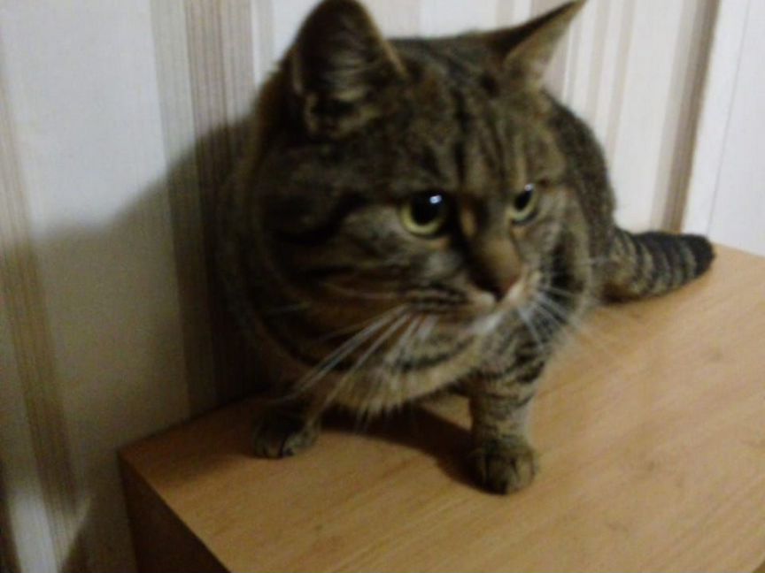 Котик упитанный Томас