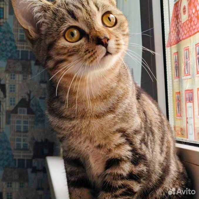 Шотландий клубный скоттиш-страйт котик