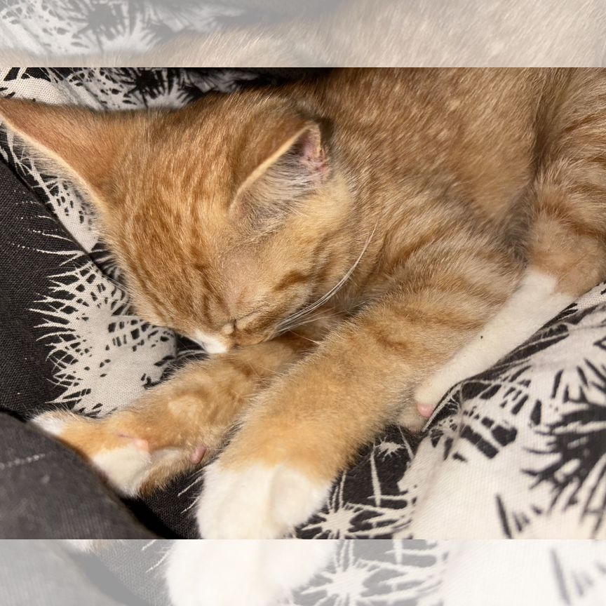 Рыжий котенок в добрые руки