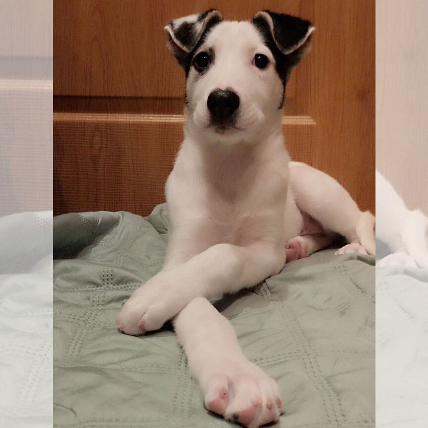 Щенок в добрые руки