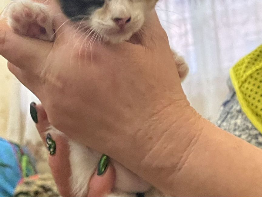 Кошка 1,5 месяца Трёхцветная