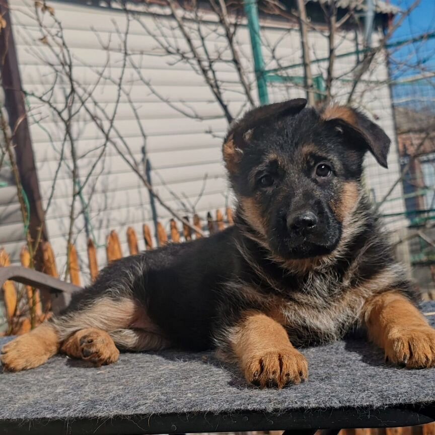 Щенки Немецкой Овчарки