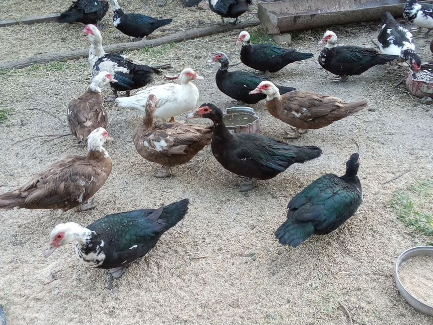 Домашние животные