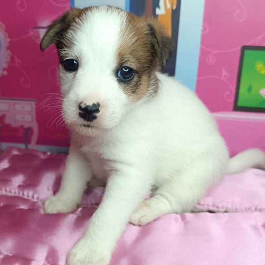 Щенки джек рассел терьер