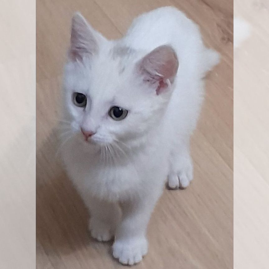 Котята в добрые руки бесплатно