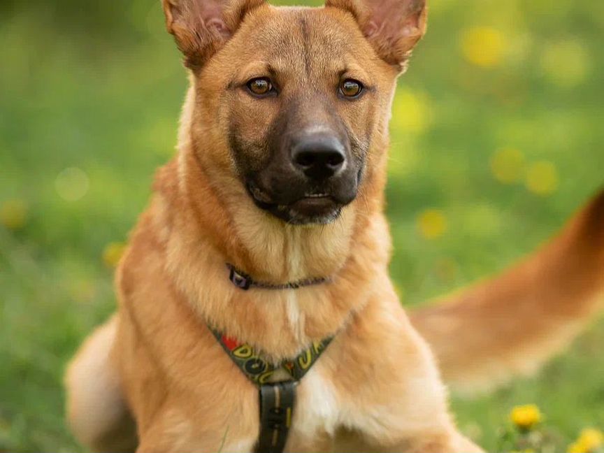 Молодая собака Габи