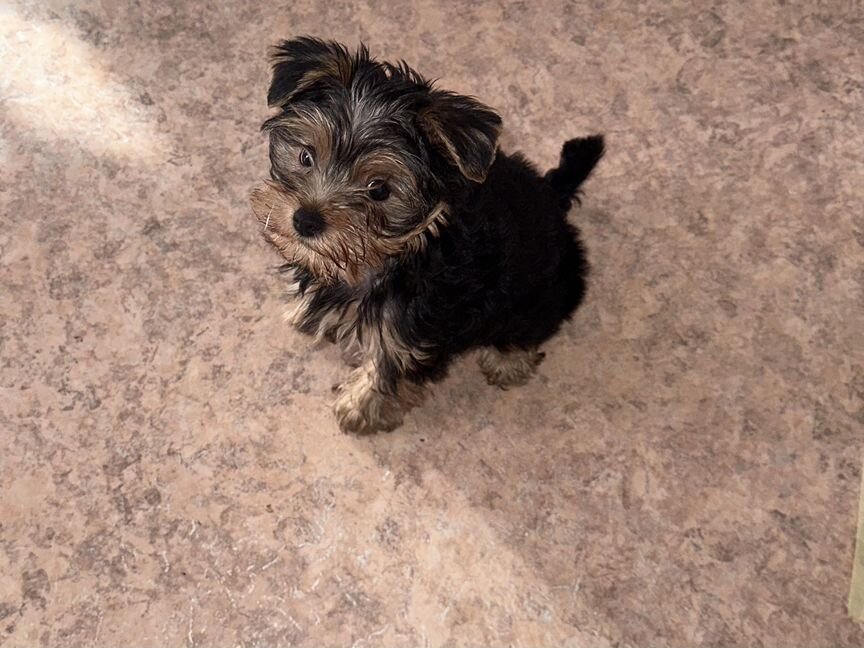 Йоркширский терьер