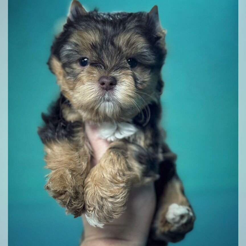 Бивер-йоркширский терьер, щенок