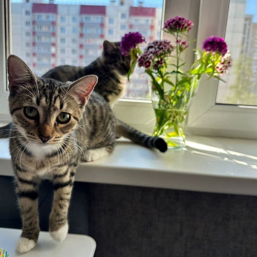 Котятки неразлучники выброшены