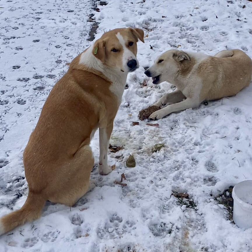 Собаки ищут дом