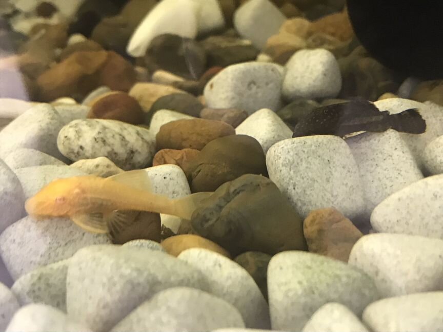 Малек анцитруса