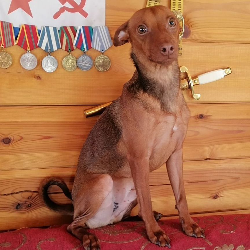 Чихуахуа, щенок