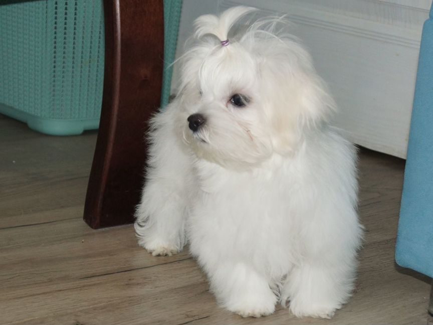 Мальтезе, самый обаятельный и привлекательный