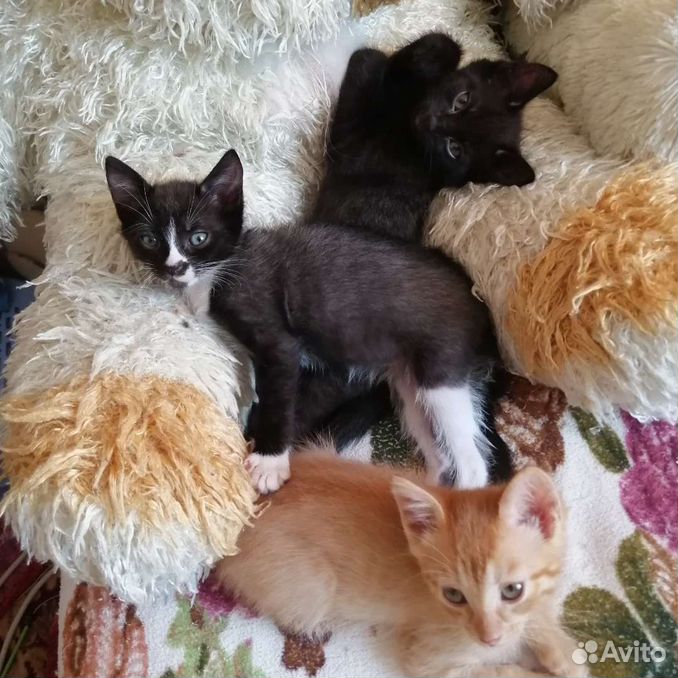 Анатолийские котята в добрые руки