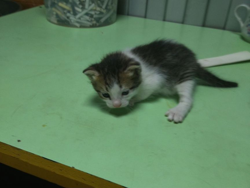 Домашние животные котята