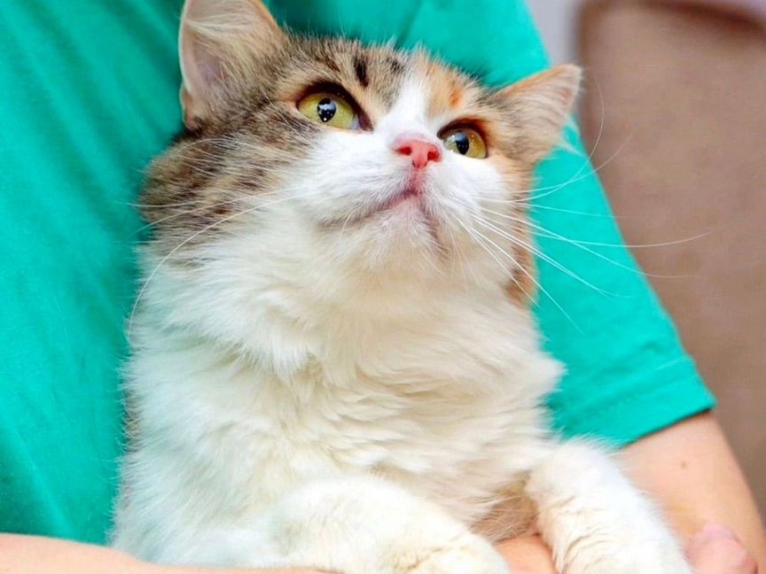 Мира около 2 лет, очень ласковая