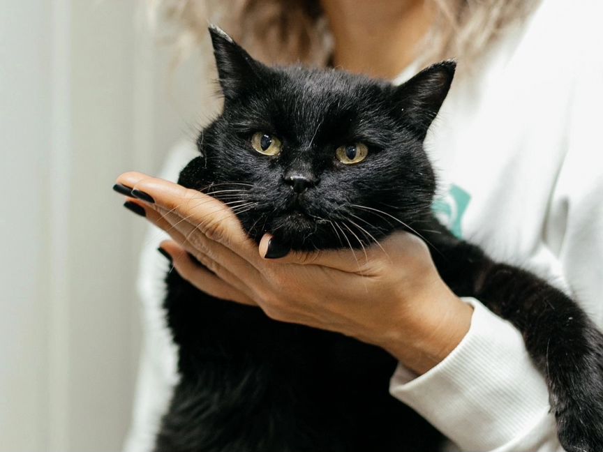 Кот Ворон ищет дом