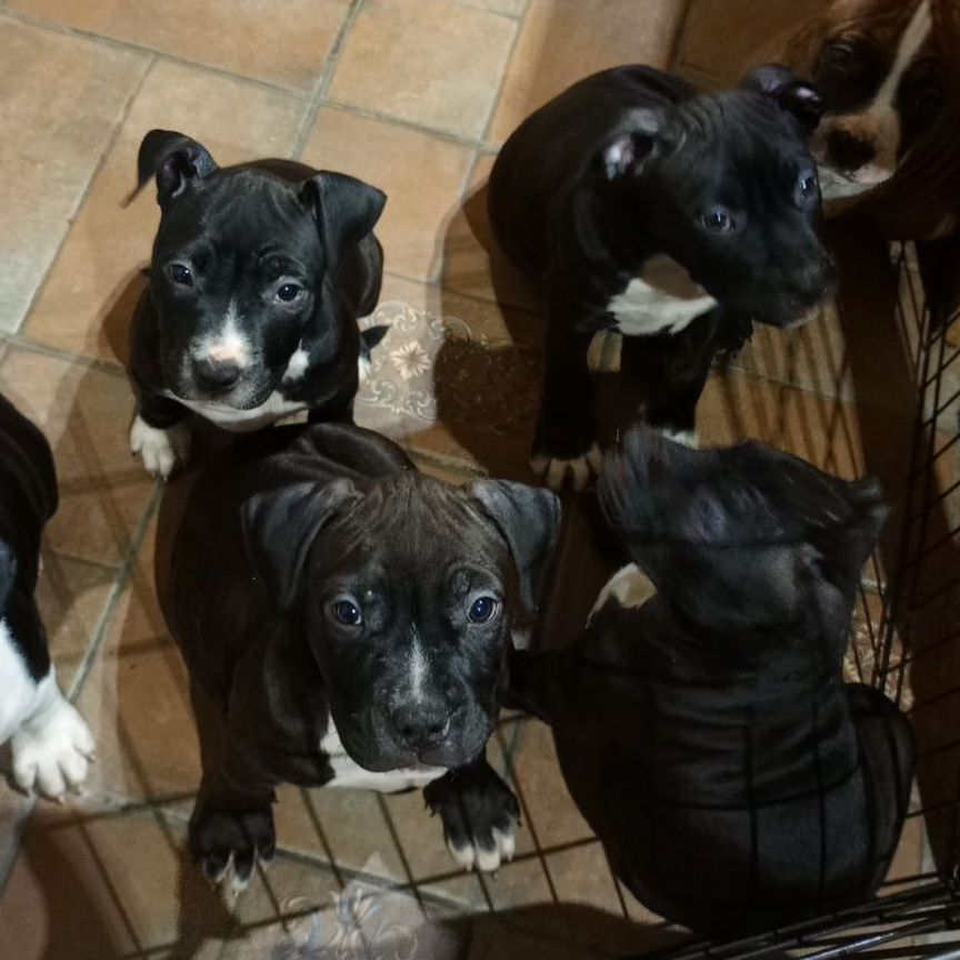 Щенки американского стаффорда