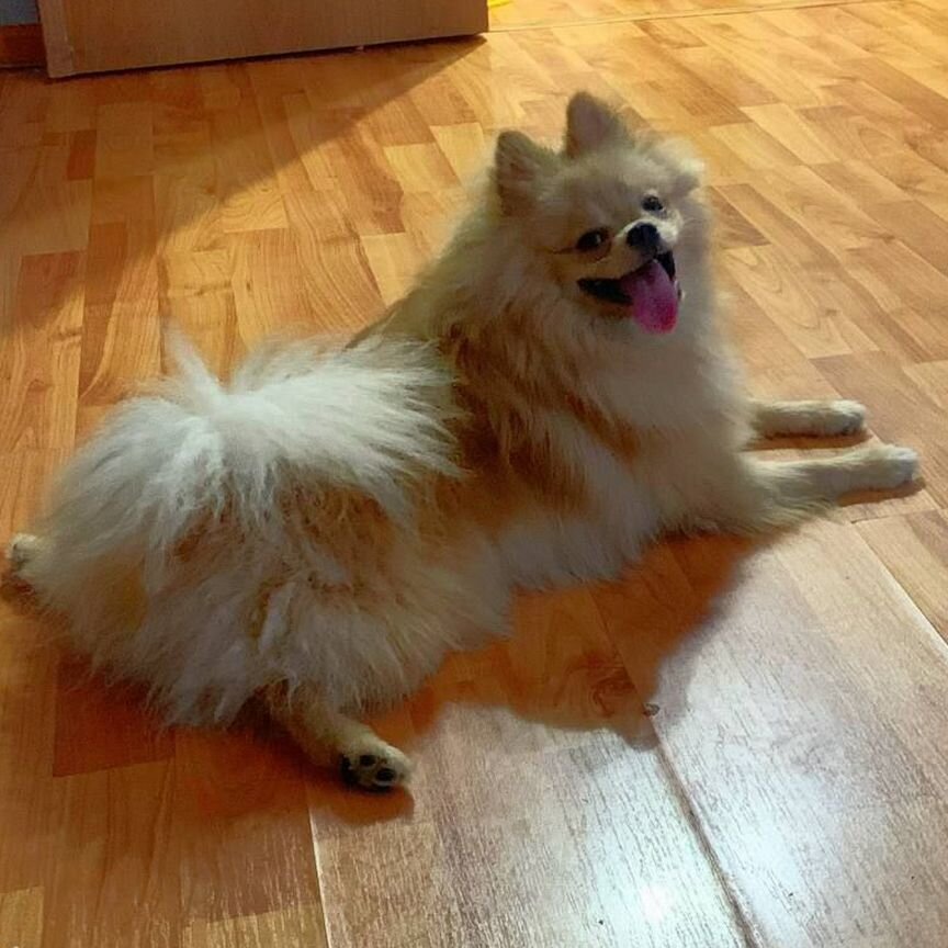 Померанский шпиц, взрослый пёс