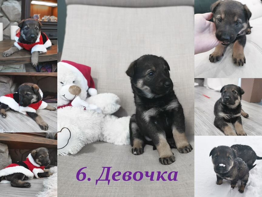 Щенки бесплатно в добрые руки