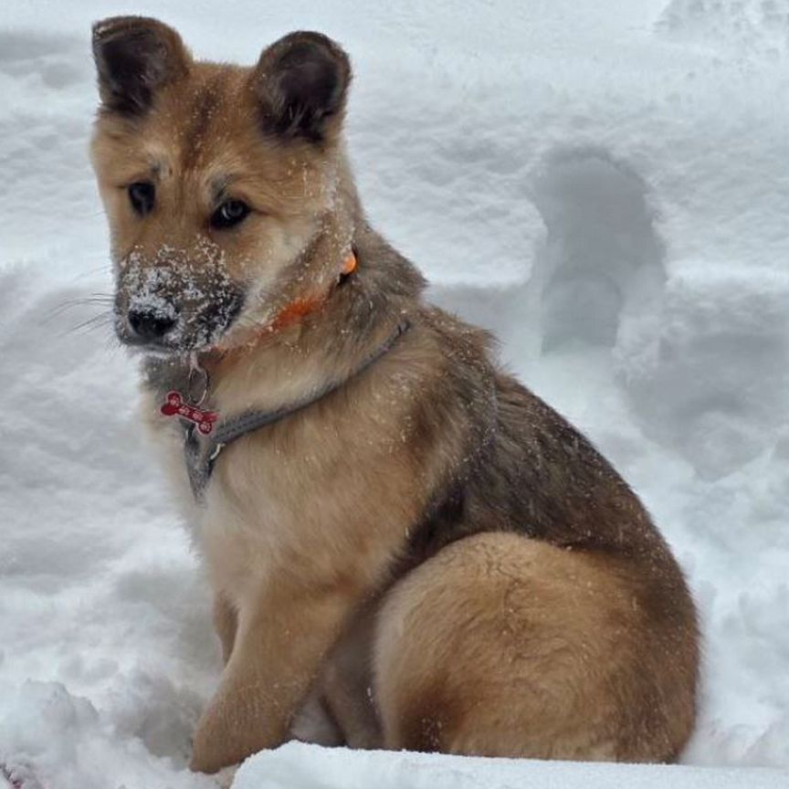 Щенок в добрые руки