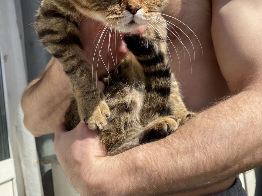 Шотландская вислоухая кошка бесплатно