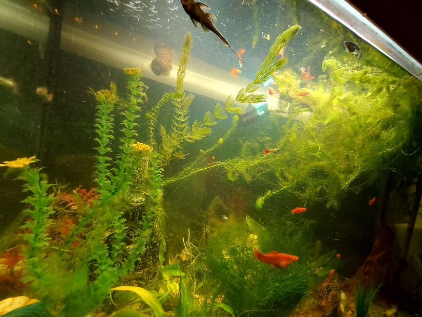 Аквариумные рыбки