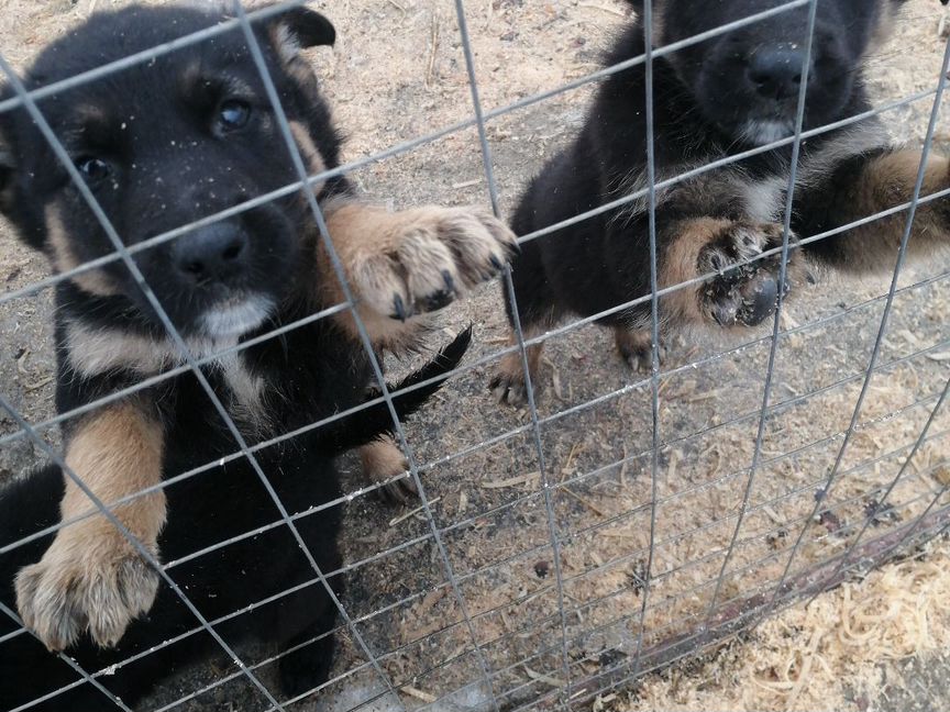 Восточноевропейская овчарка