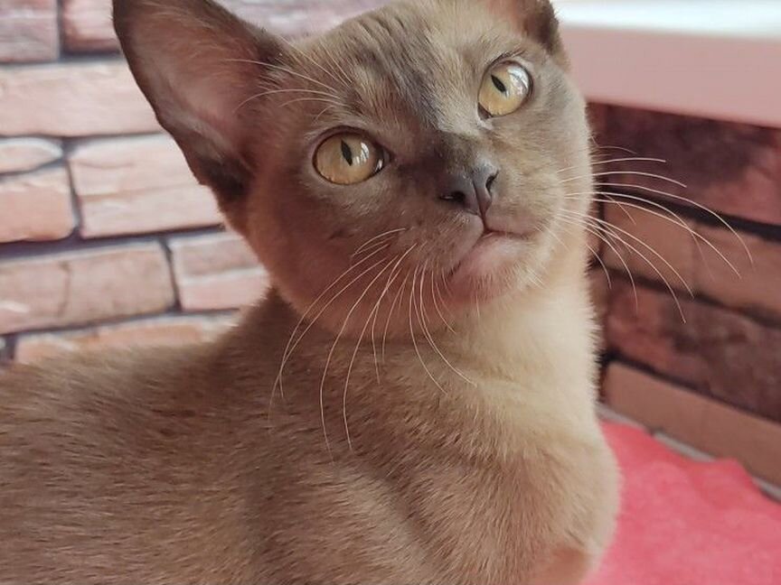 Кошечка Европейской Бурмы