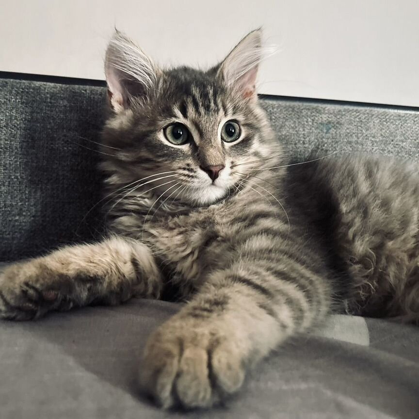 Сибирский котёнок